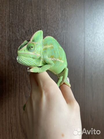 Самка йеменского хамелеона