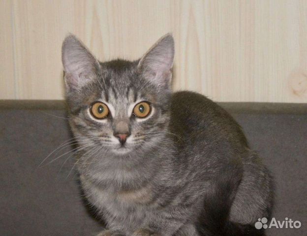 Котенок в добрые руки