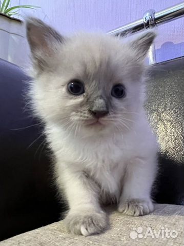 Котята