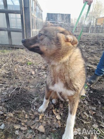 Милая девочка в добрую семью