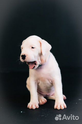 Аргентинский дог