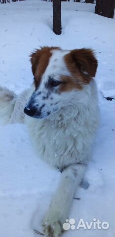 Отдам в хорошие руки