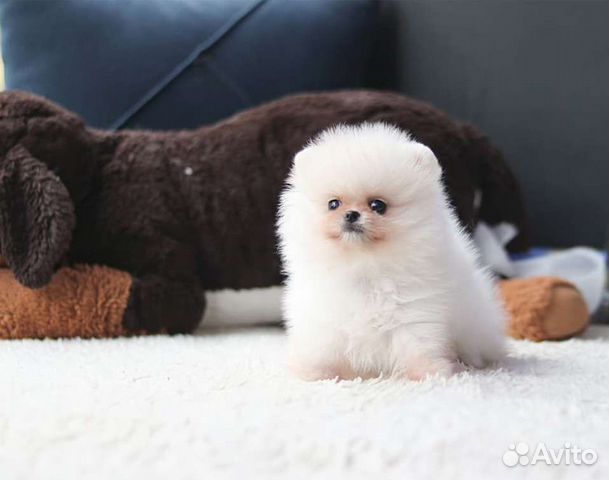 Мини Мимишки