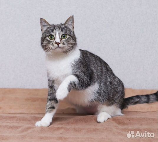 Кошка Мальвина ищет семью