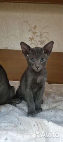 Ориентальные котята