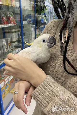 Попугай Какаду