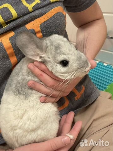 Шиншилла даром