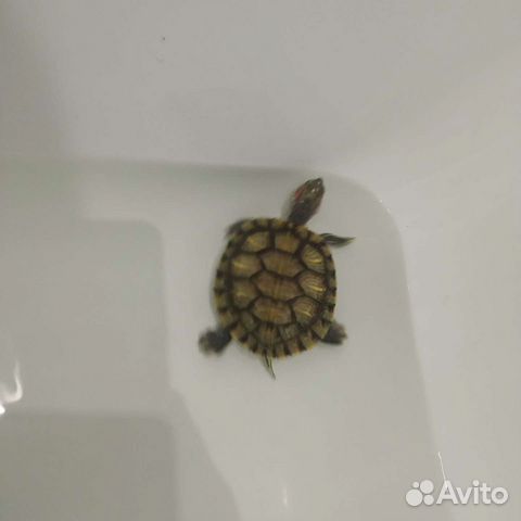 Красноухая черепаха