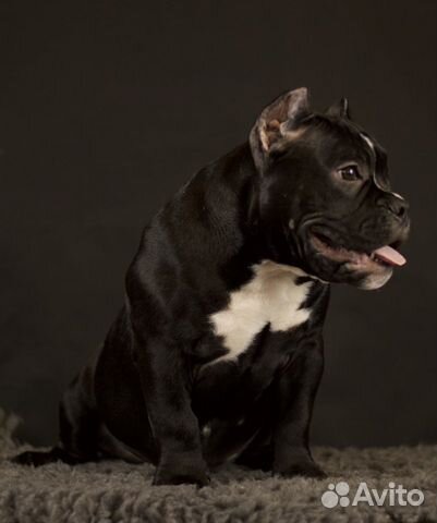 Американские булли микро булка