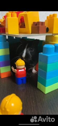 Морская свинка с клеткой