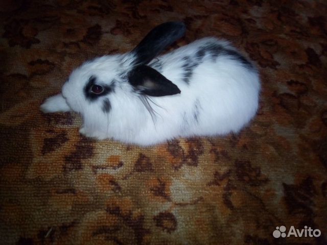 Ищем жениха