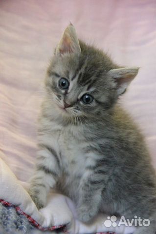 Котенок дымчатая Соня в дар