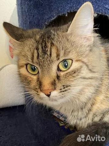 Кошечка Боня