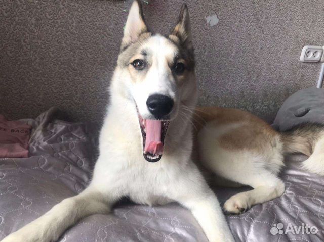 Собака,Лайка смесь с Хаски,молодой,щенок