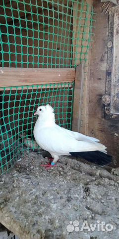 Продажа бакинских голубей