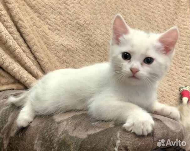 Котенок турецкой ангоры мальчик 1,5 мес
