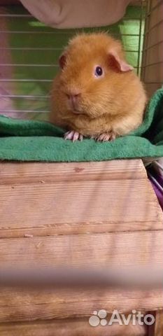 Морские свинки породы Американские тедди в любимцы