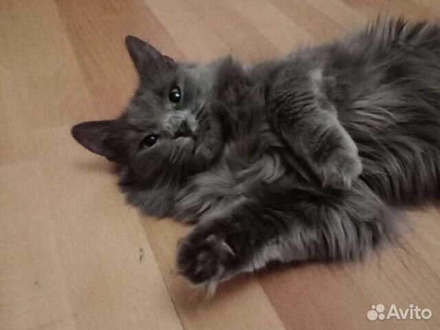 Отдам кошку в добрые руки