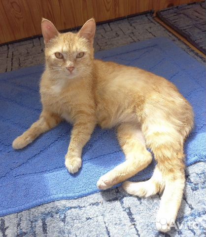 Кошки в добрые руки