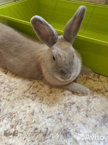 Декоративные кролики