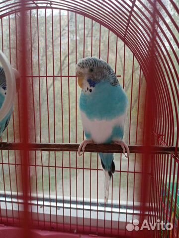 Волнистый попугай с клеткой