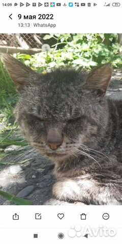 Котик Коржик ищет прежних/новых хозяев