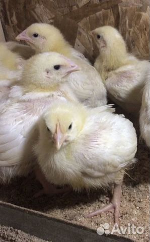 Цыпленок бройлера