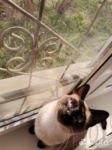 Сиамский тайский котик
