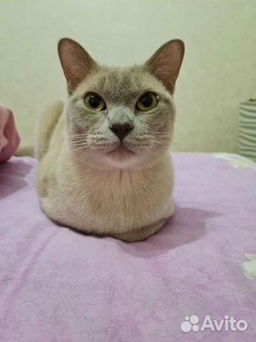 Котик бурма ищет подругу