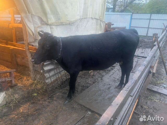 Коровы дойные