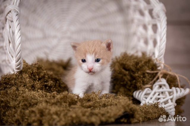 Котенок котик Васек в добрые руки