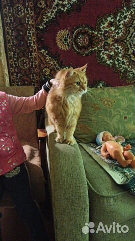 Подарю кошечку