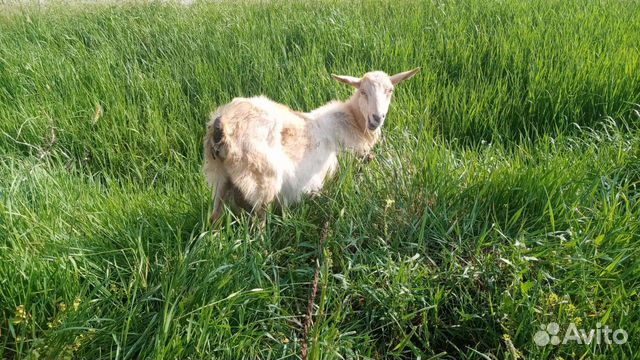 Коза дойная