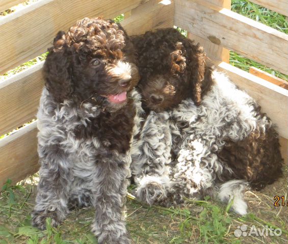 Щенки Лаготто Романьоло Италия