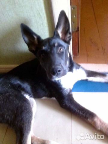 Щенок-подросток Чарли