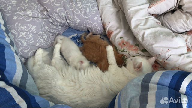 Вязка кошка ищем кота