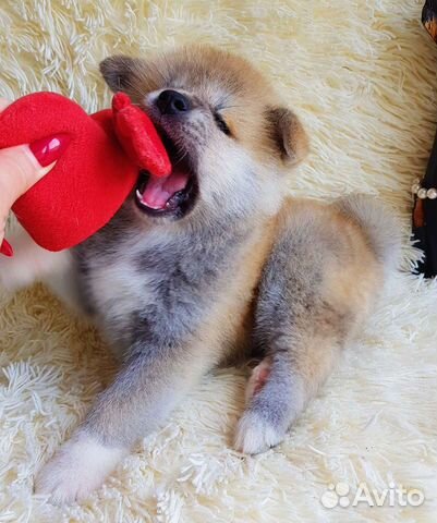 Роскошная акита-ину Отохару-Ами)