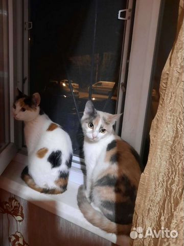 Кошка в дар бесплатно