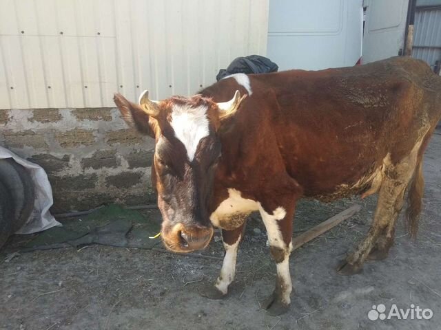 Корова хорошая дойная