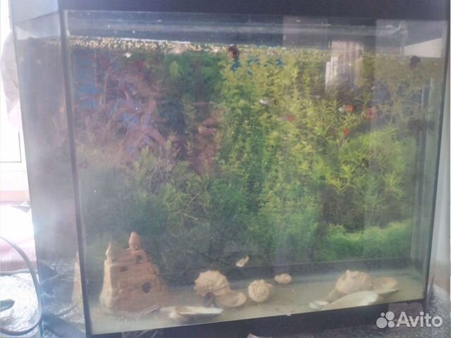 Продам аквариум мести с рыбками гупиками
