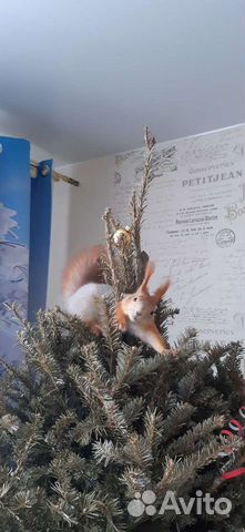 Белка домашняя