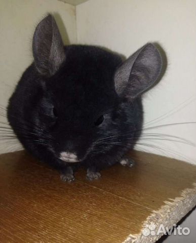 Шиншилла тёмный эбони (самец)