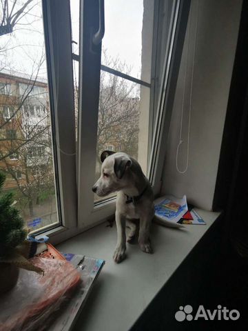 Джек Рассел терьер, 5 месяцев