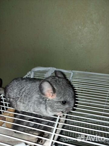 Шиншилленок