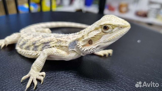 Ящерица Агама бородатая морфа hypo het trans