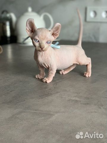 Двельф с родословной