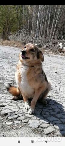 Маленькая Белла в добрые руки