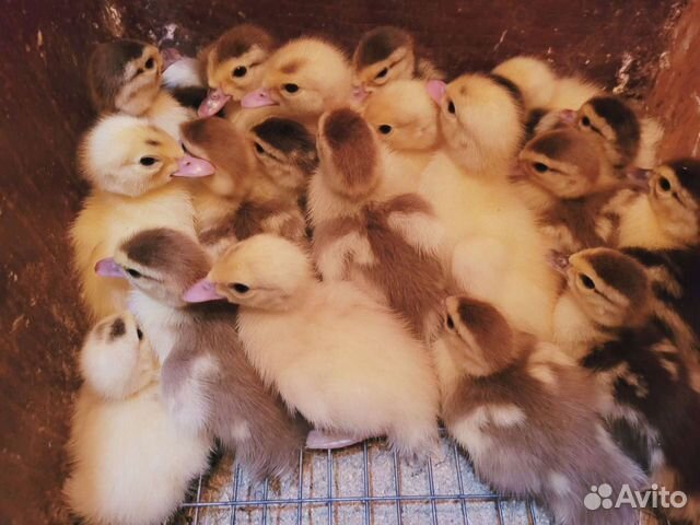 Индоутята, яйцо индоутки для инкубации