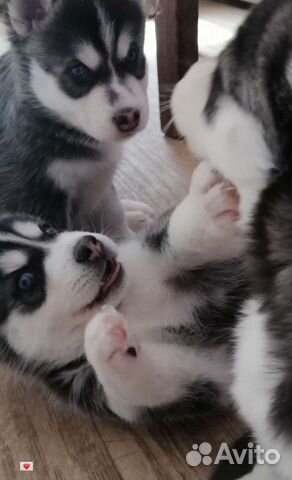 Щенки сибирской хаски