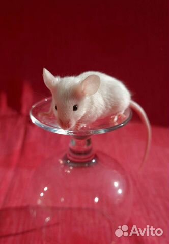 Декоративные мышки